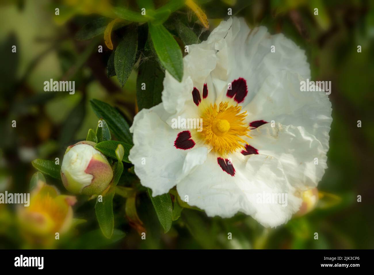 Close up natural flower portrait of Cistus purpureus,', Rock Rose, and ...