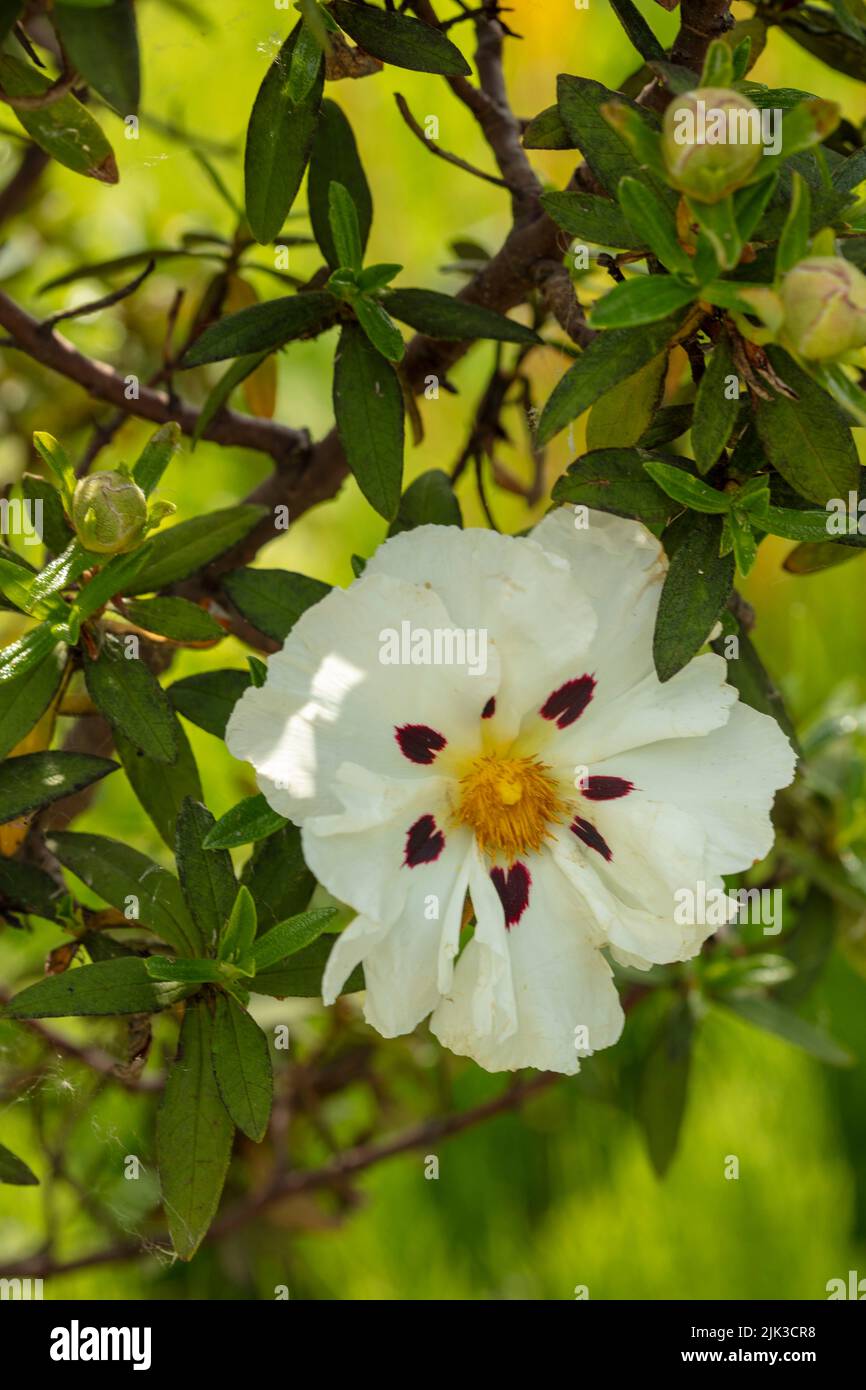 Close up natural flower portrait of Cistus purpureus,', Rock Rose, and ...