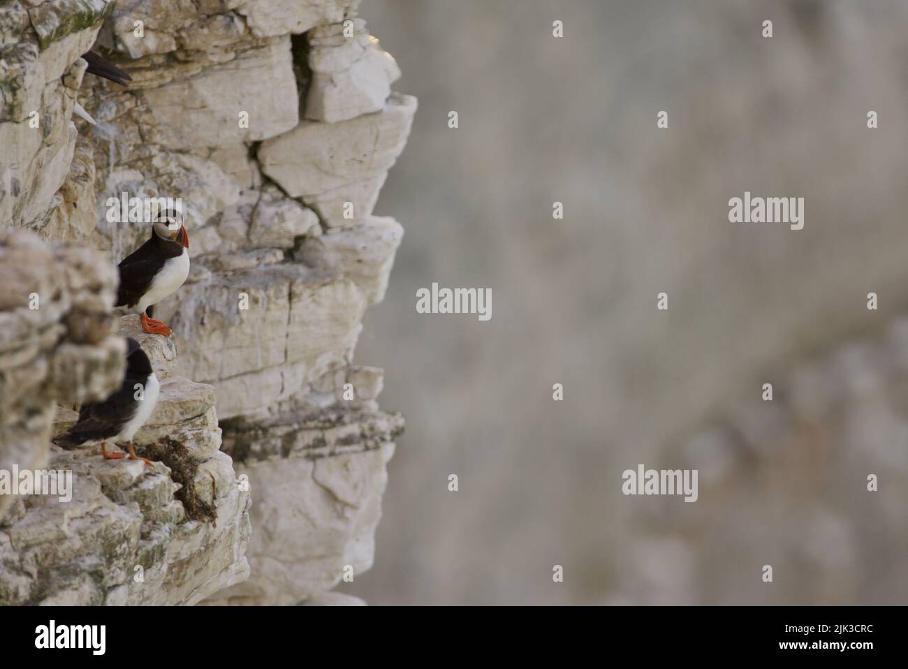 An Atlantic Puffin sat on a cliff at RSPB Bempton Cliffs, Yorkshire, UK ...