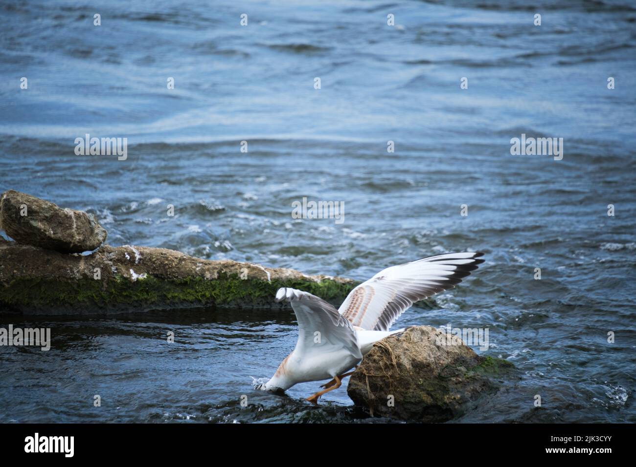 Seagull dives water hunting fish hi-res stock photography and images ...