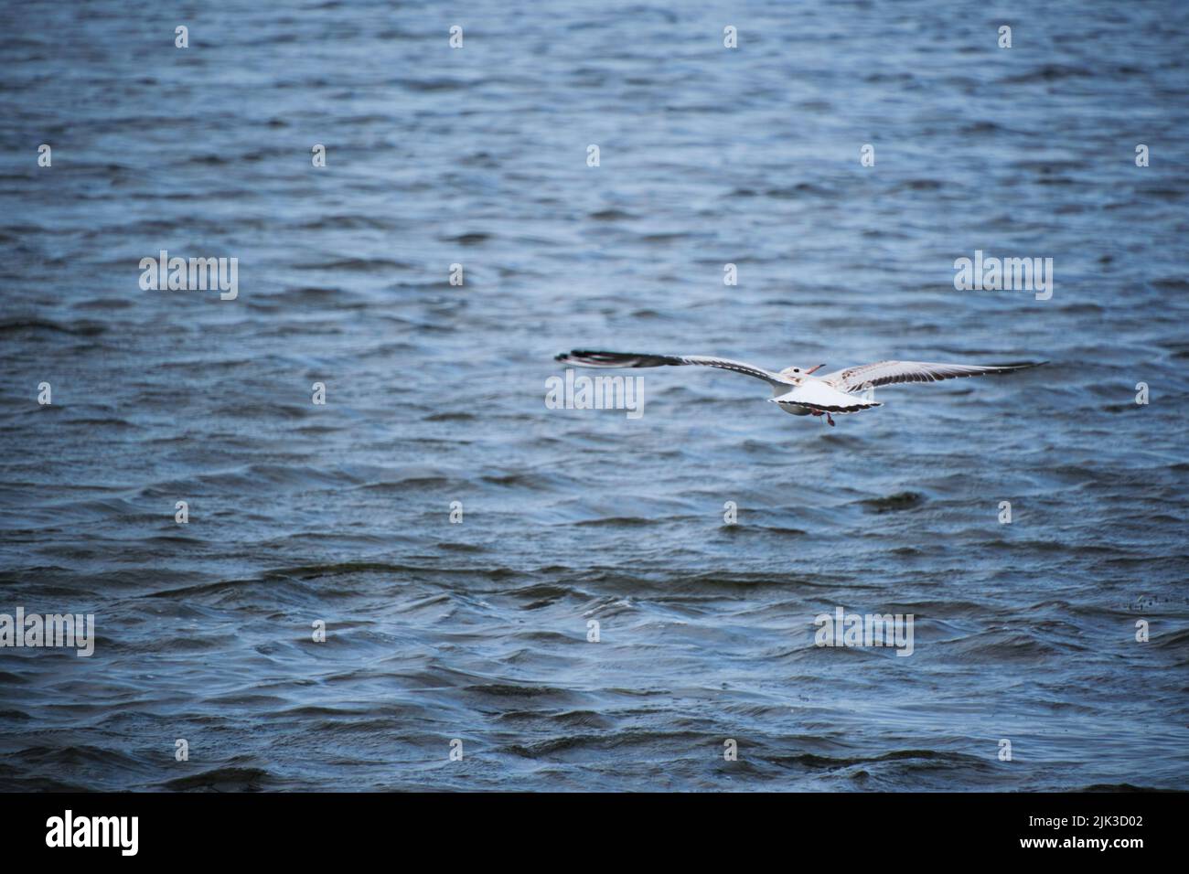 Seagull chick hovering over water Stock Photo - Alamy