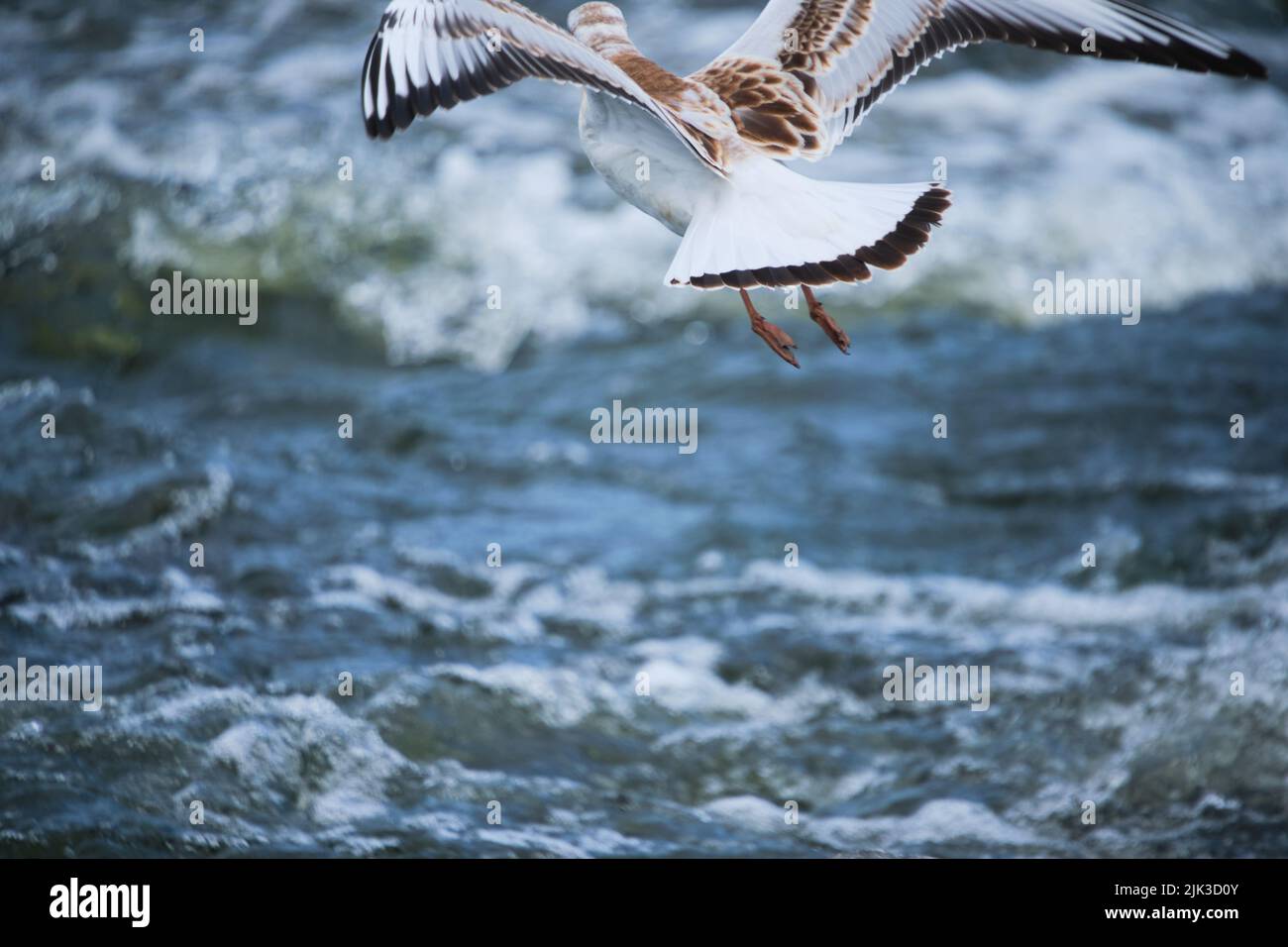 Seagull chick hovering over water Stock Photo - Alamy