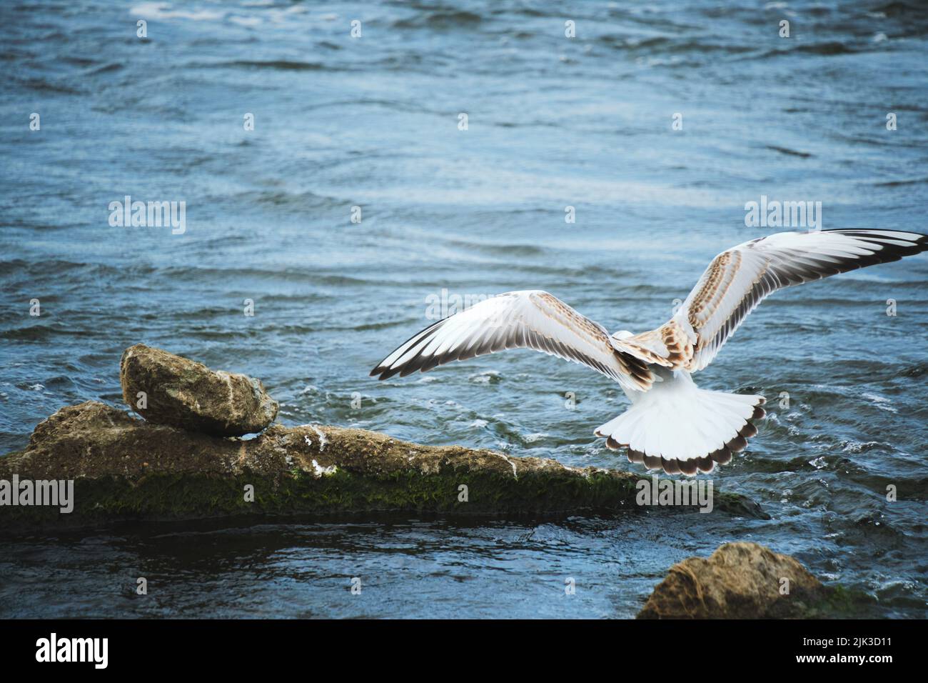 Seagull chick hovering over water Stock Photo - Alamy