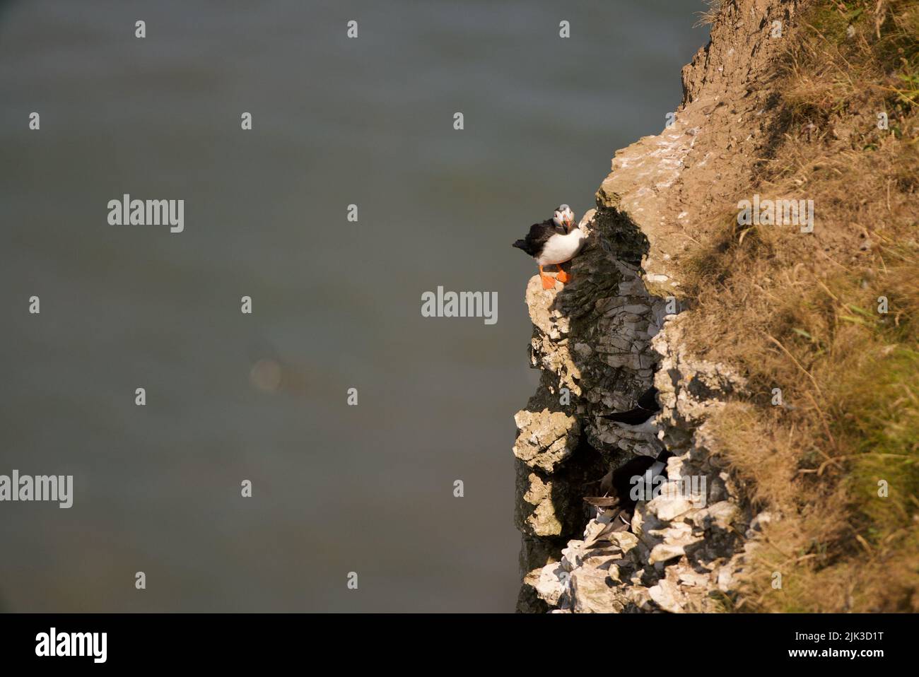 An Atlantic Puffin sat on a cliff at RSPB Bempton Cliffs, Yorkshire, UK ...
