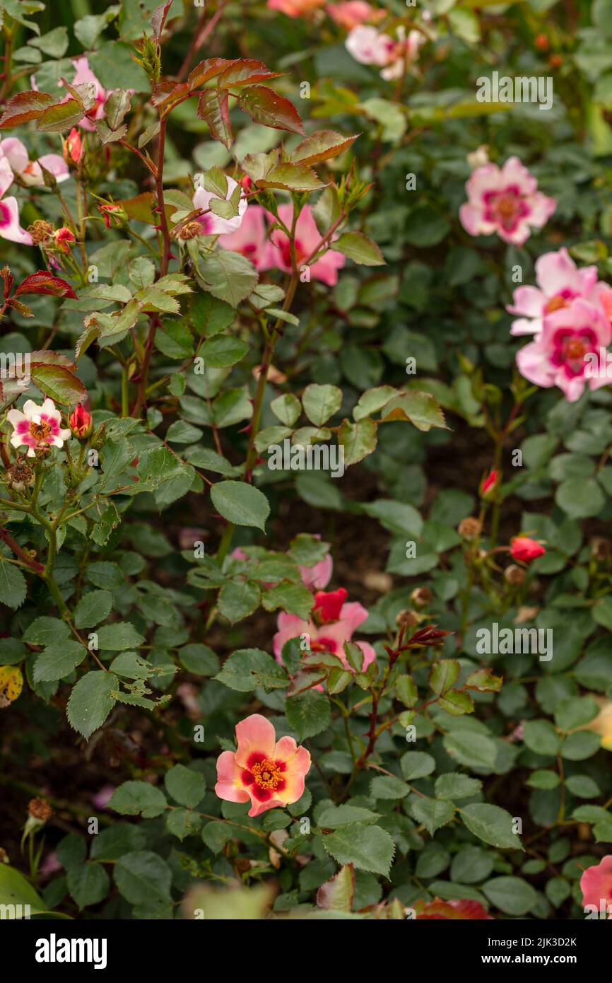 Unusual Rosa For Your Eyes Only (‘Cheweyesup’PBR), rose ‘For Your Eyes ...