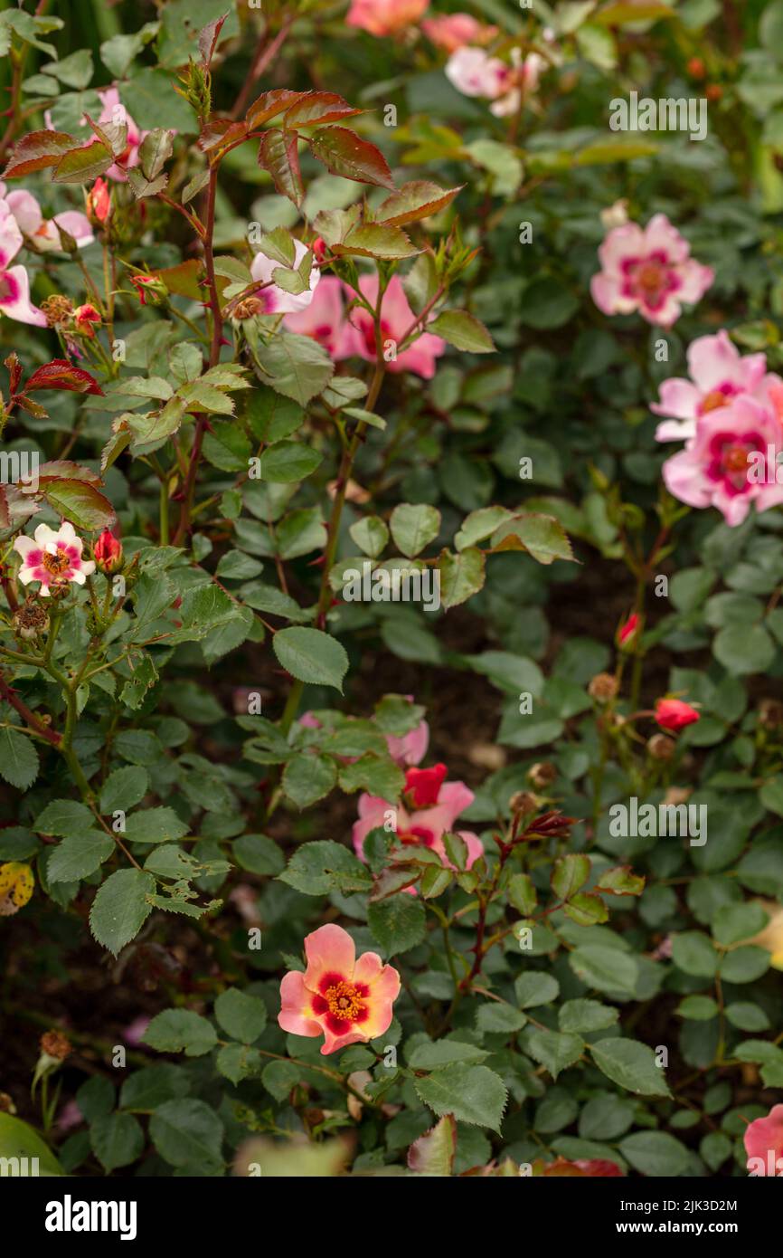 Unusual Rosa For Your Eyes Only (‘Cheweyesup’PBR), rose ‘For Your Eyes ...