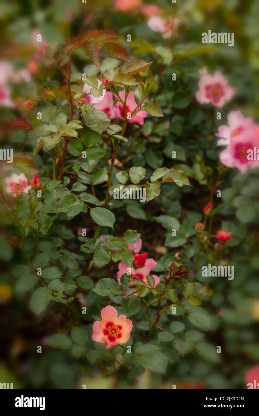 Unusual Rosa For Your Eyes Only (‘Cheweyesup’PBR), rose ‘For Your Eyes ...