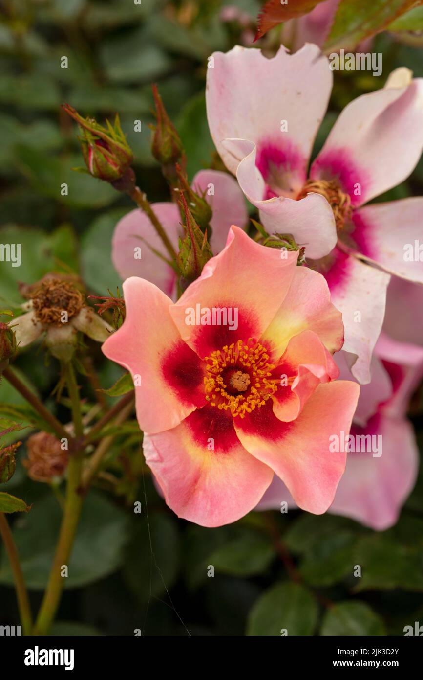 Unusual Rosa For Your Eyes Only (‘Cheweyesup’PBR), rose ‘For Your Eyes ...