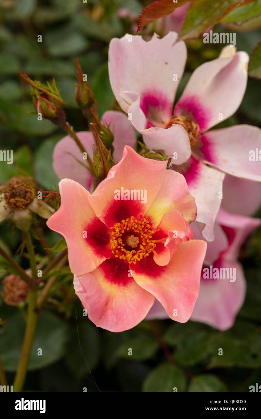 Unusual Rosa For Your Eyes Only (‘Cheweyesup’PBR), rose ‘For Your Eyes ...