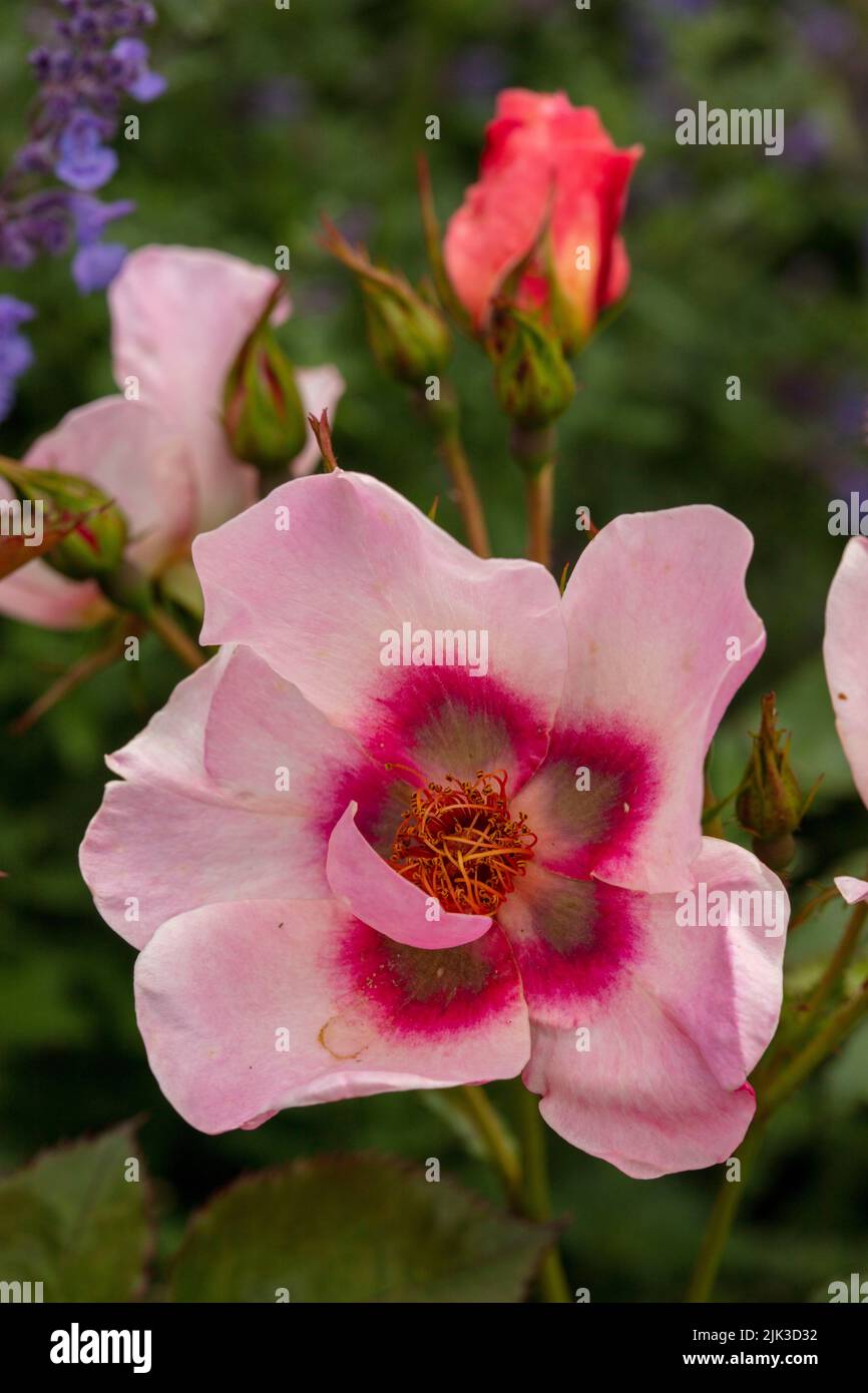 Unusual Rosa For Your Eyes Only (‘Cheweyesup’PBR), rose ‘For Your Eyes ...