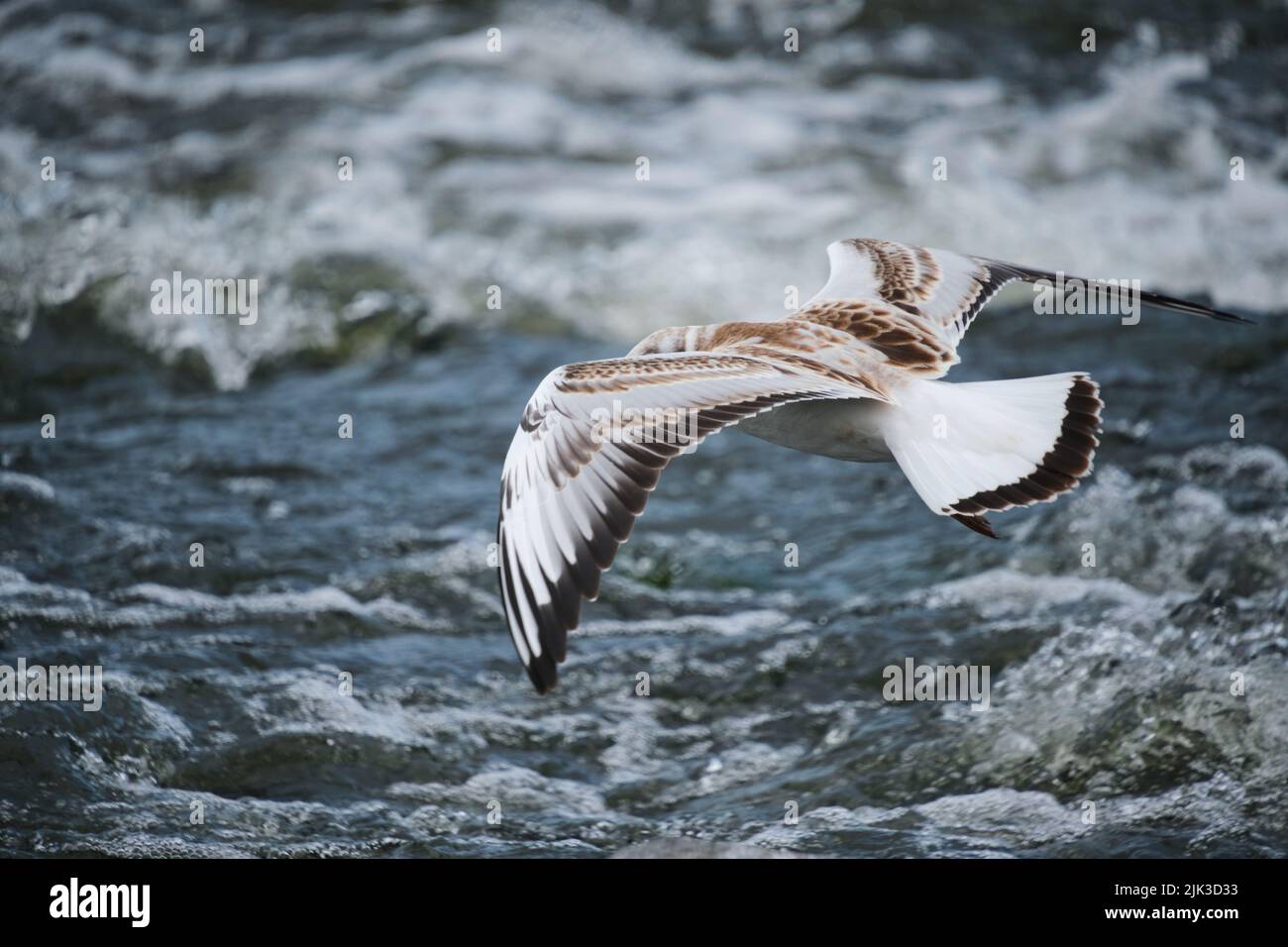 Seagull chick hovering over water Stock Photo - Alamy
