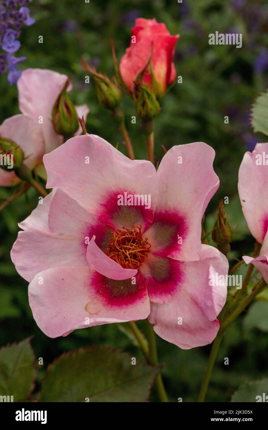 Unusual Rosa For Your Eyes Only (‘Cheweyesup’PBR), rose ‘For Your Eyes ...