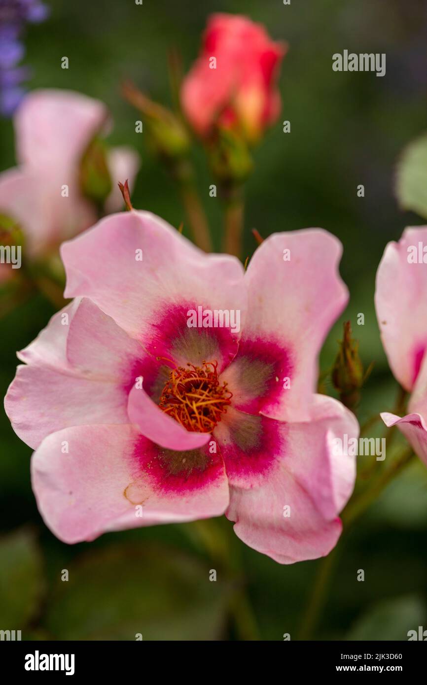 Unusual Rosa For Your Eyes Only (‘Cheweyesup’PBR), rose ‘For Your Eyes ...