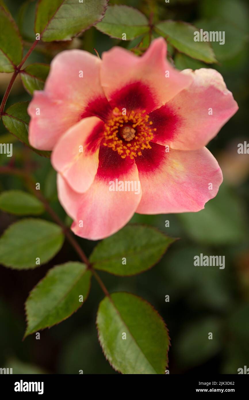 Unusual Rosa For Your Eyes Only (‘Cheweyesup’PBR), rose ‘For Your Eyes ...