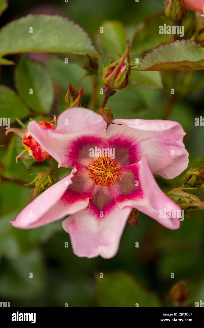 Unusual Rosa For Your Eyes Only (‘Cheweyesup’PBR), rose ‘For Your Eyes ...
