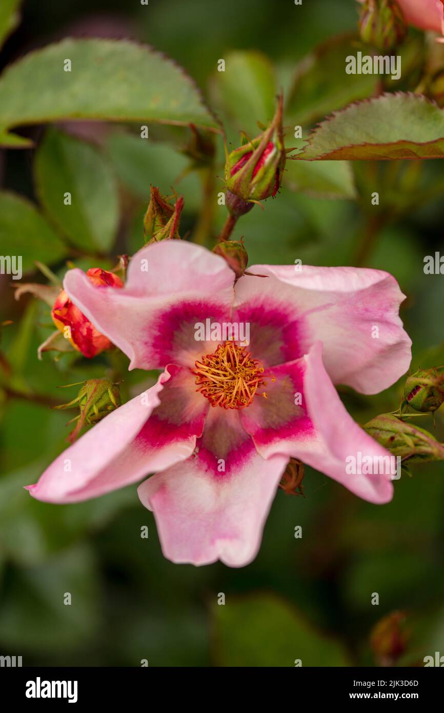 Unusual Rosa For Your Eyes Only (‘Cheweyesup’PBR), rose ‘For Your Eyes ...