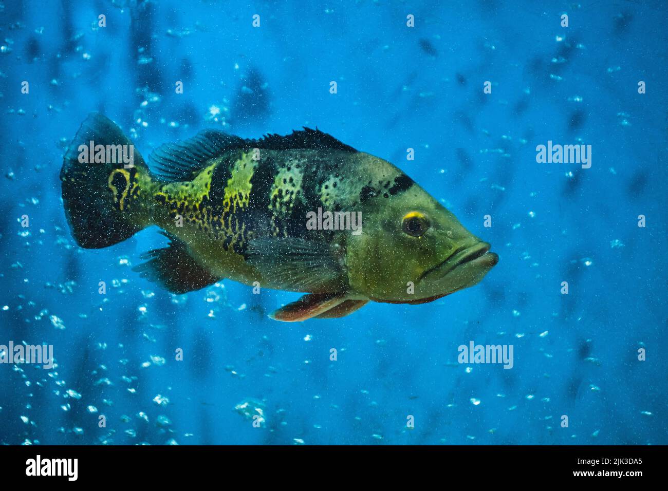 Fish cichla kelbery family blue background Stock Photo - Alamy