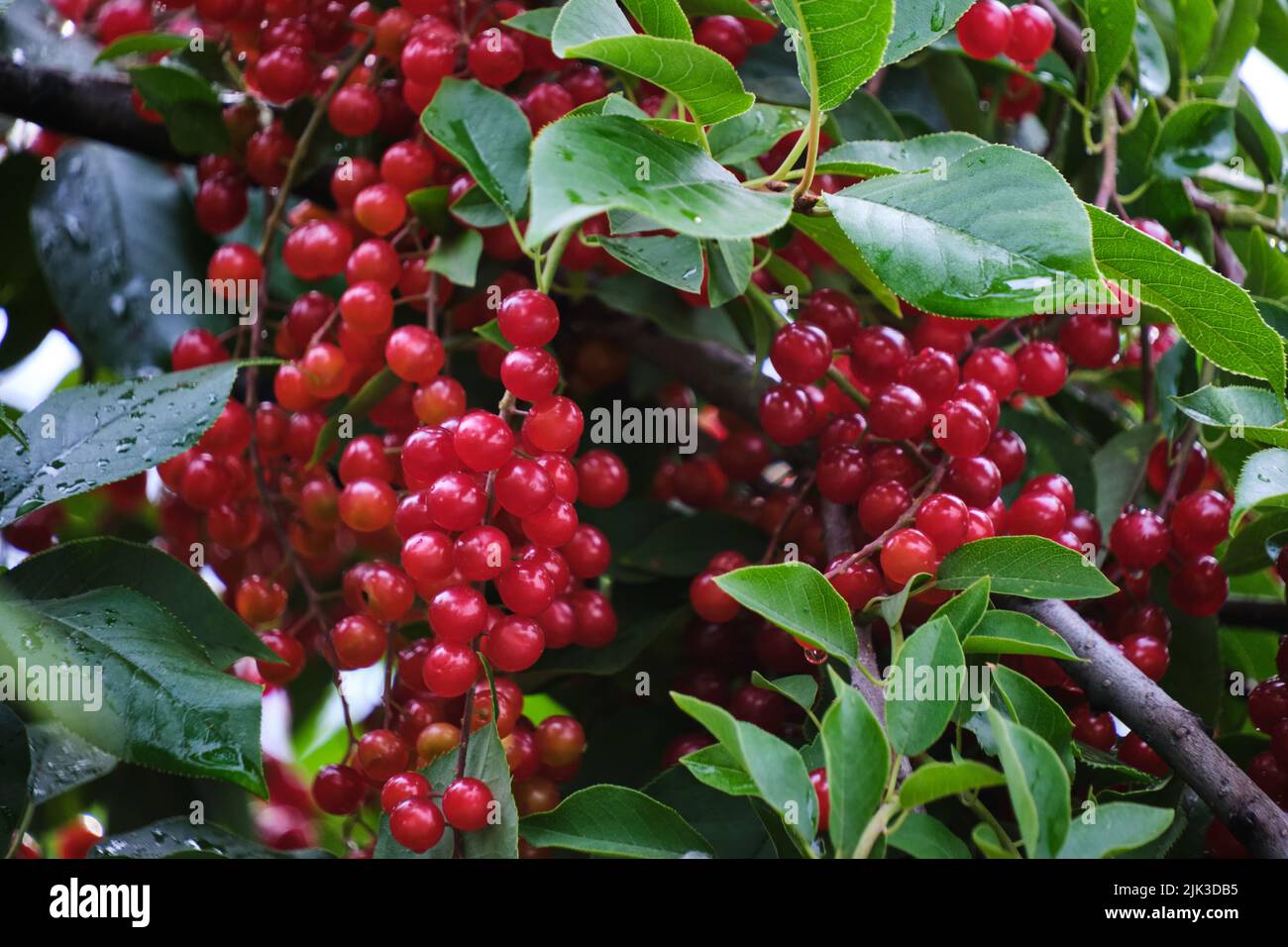 Bright red berry background green foliage Stock Photo - Alamy