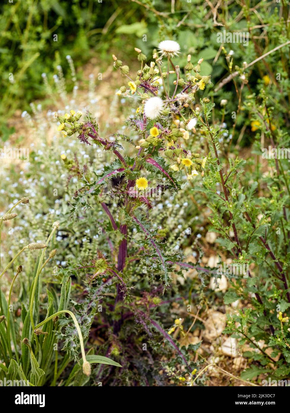 Close up plant portrait of Sonchus asper, prickly sow-thistle, rough ...