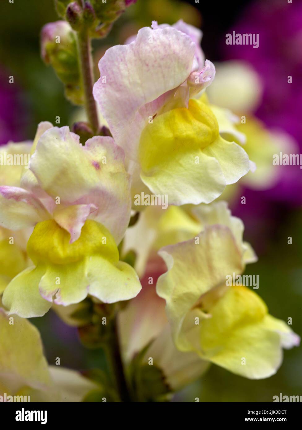 Close-u flower portrait of the ever popular and prolific Antirrhinum ...