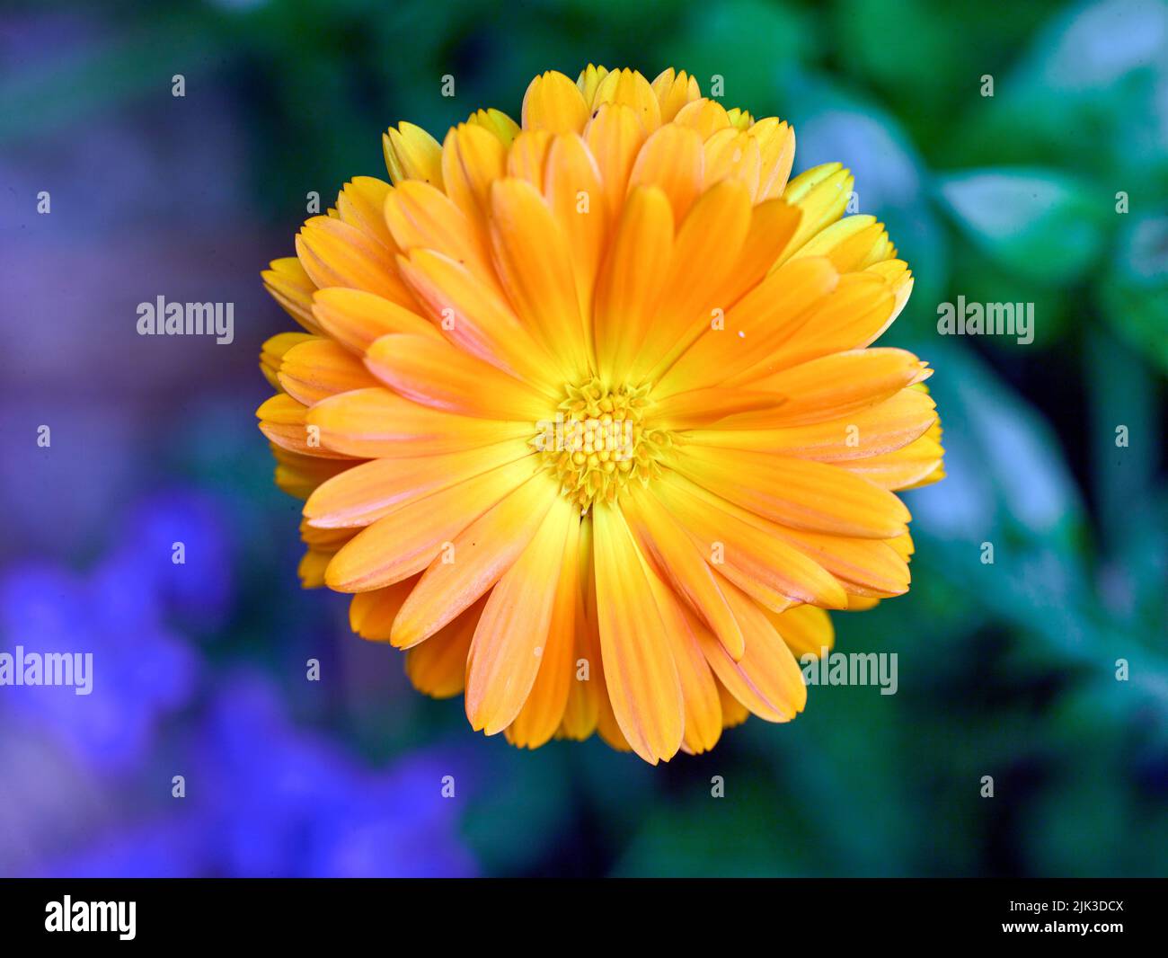Hermaphrodite florets hi-res stock photography and images - Alamy