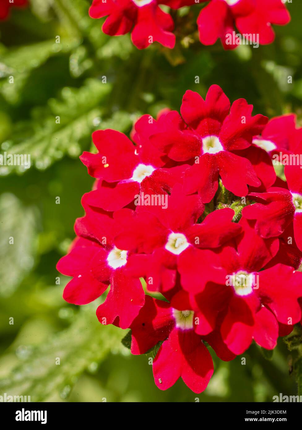 Delightful Verbena showboat red with eye, vervain Quartz Series ...