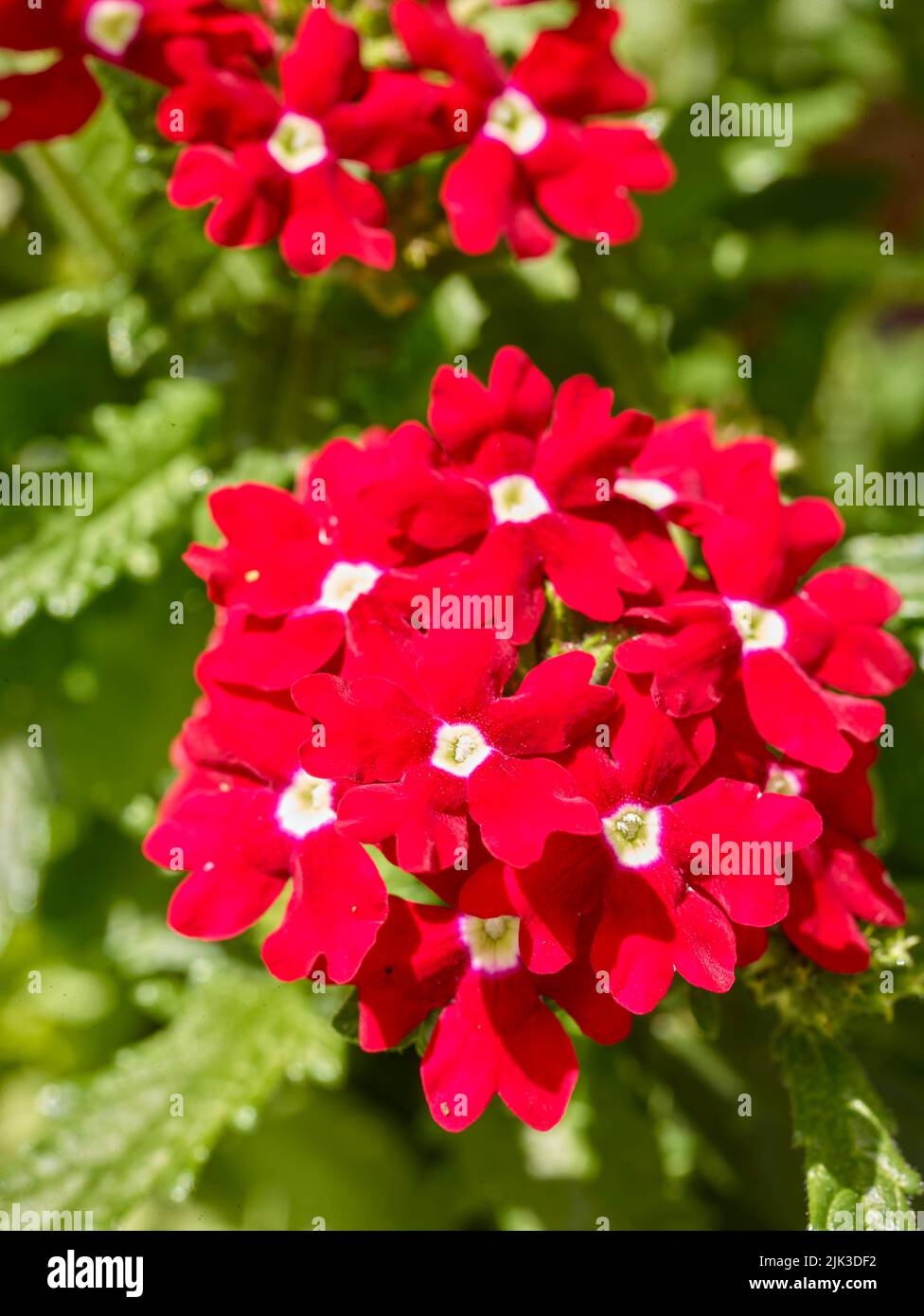 Delightful Verbena showboat red with eye, vervain Quartz Series ...