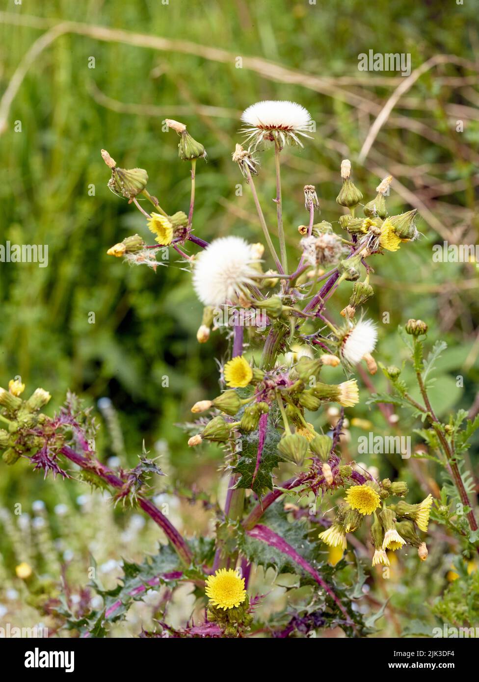 Close up plant portrait of Sonchus asper, prickly sow-thistle, rough ...