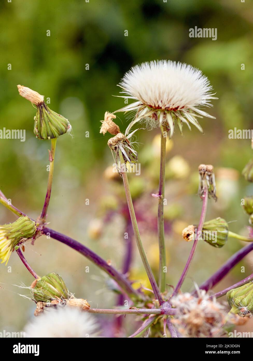Close up plant portrait of Sonchus asper, prickly sow-thistle, rough ...