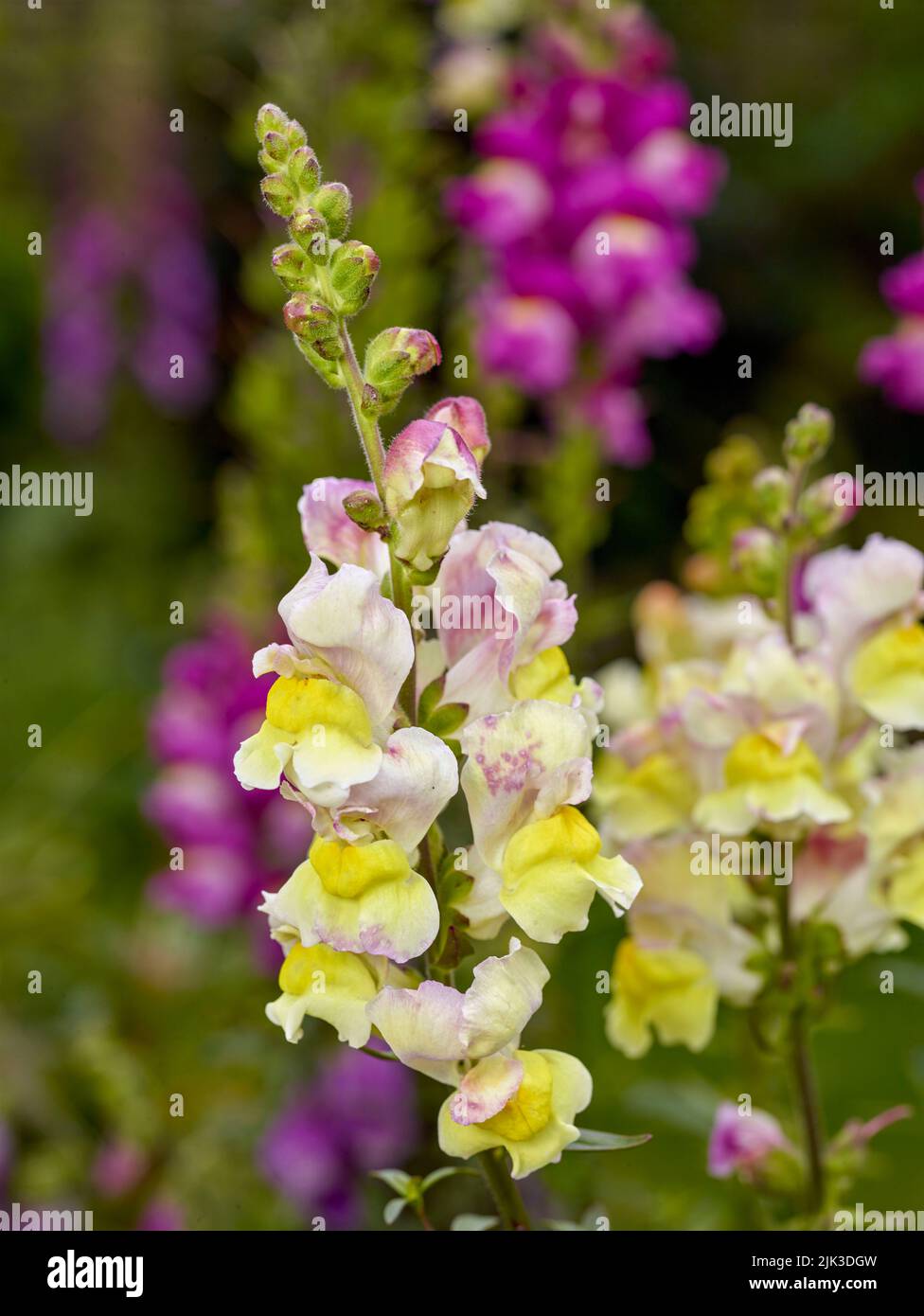 Close-u flower portrait of the ever popular and prolific Antirrhinum ...