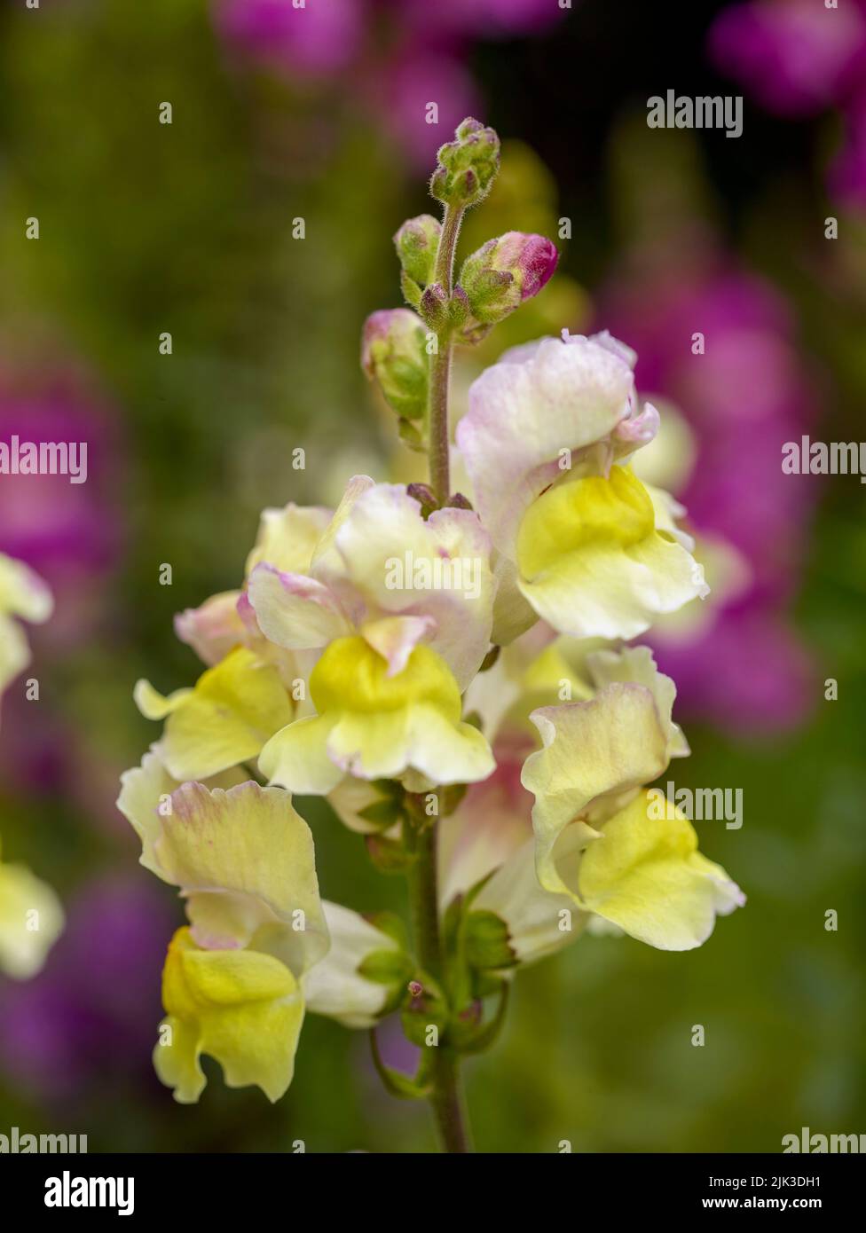 Close-u flower portrait of the ever popular and prolific Antirrhinum ...