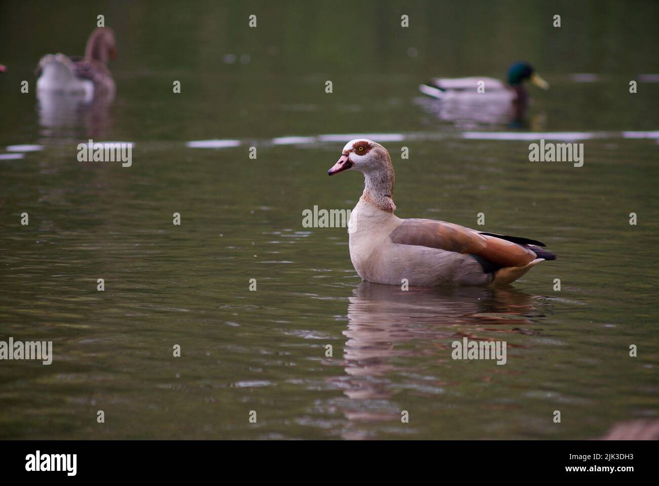 The Egyptian goose, a member of the duck, goose, and swan family ...