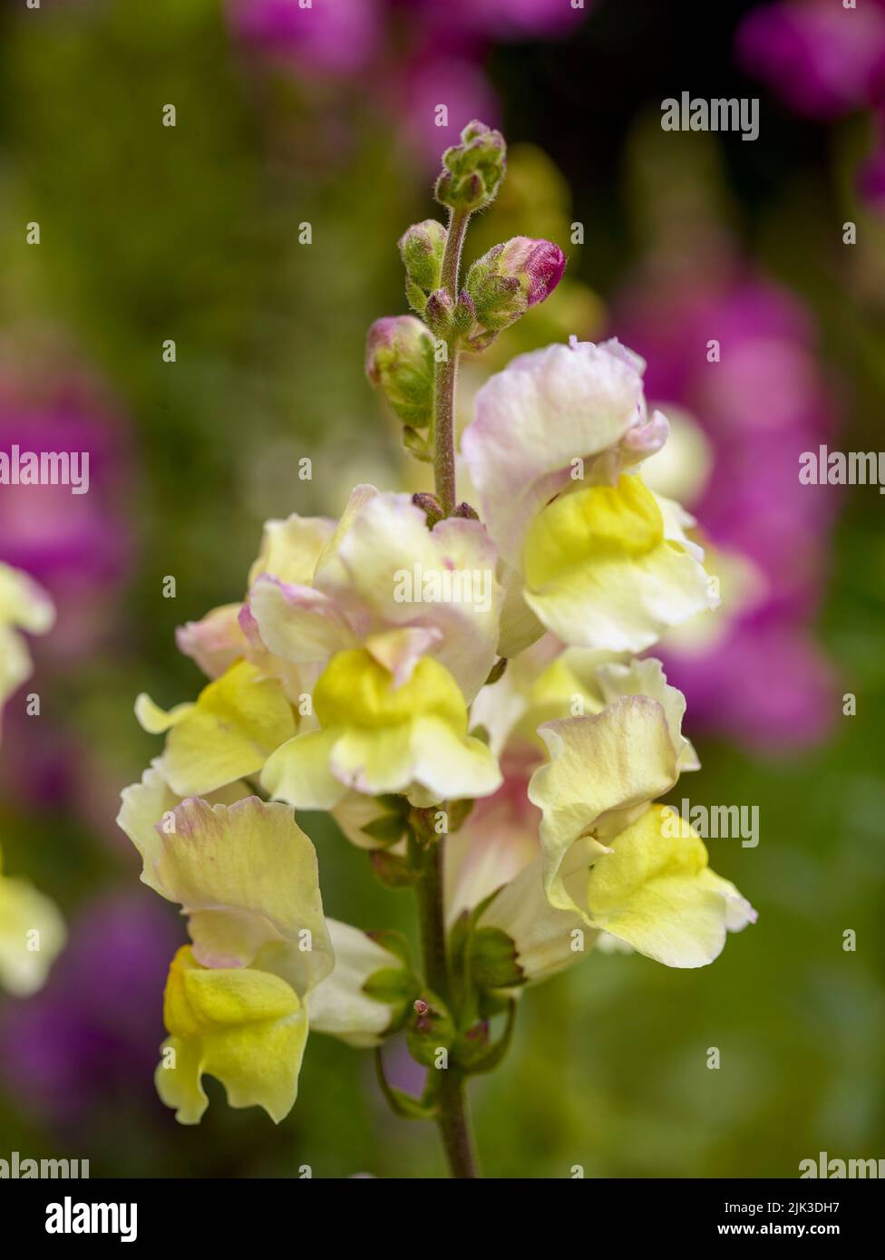 Close-u flower portrait of the ever popular and prolific Antirrhinum ...