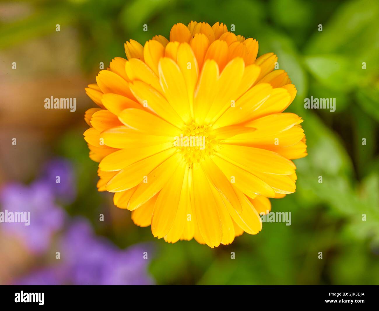 Enchanting Calendula officinalis (Pot Marigold), close up single flower ...