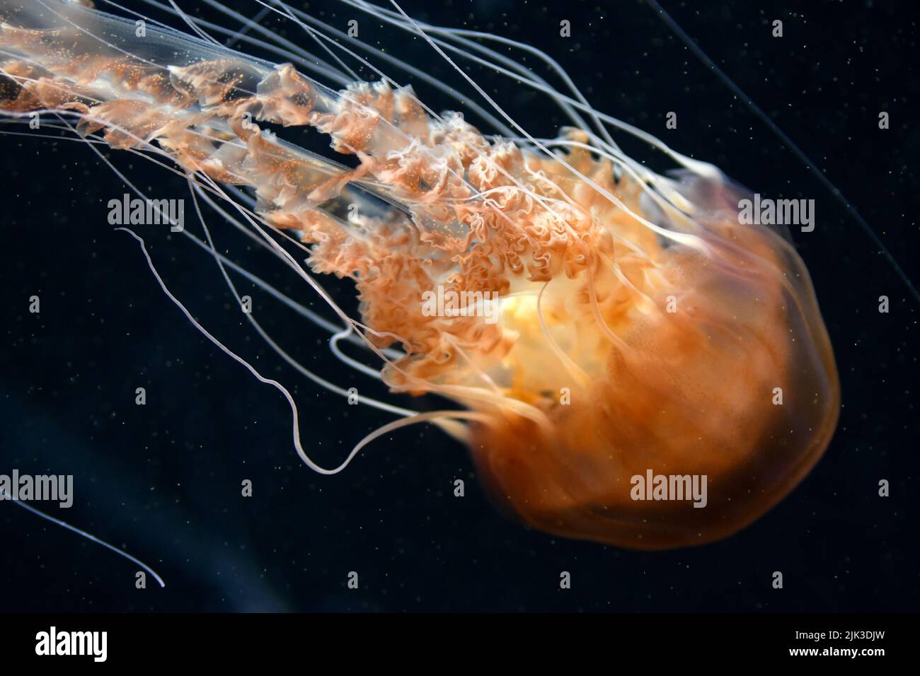 Jellyfish swimming in motion in aquarium, in Sentosa, Singapore Stock ...
