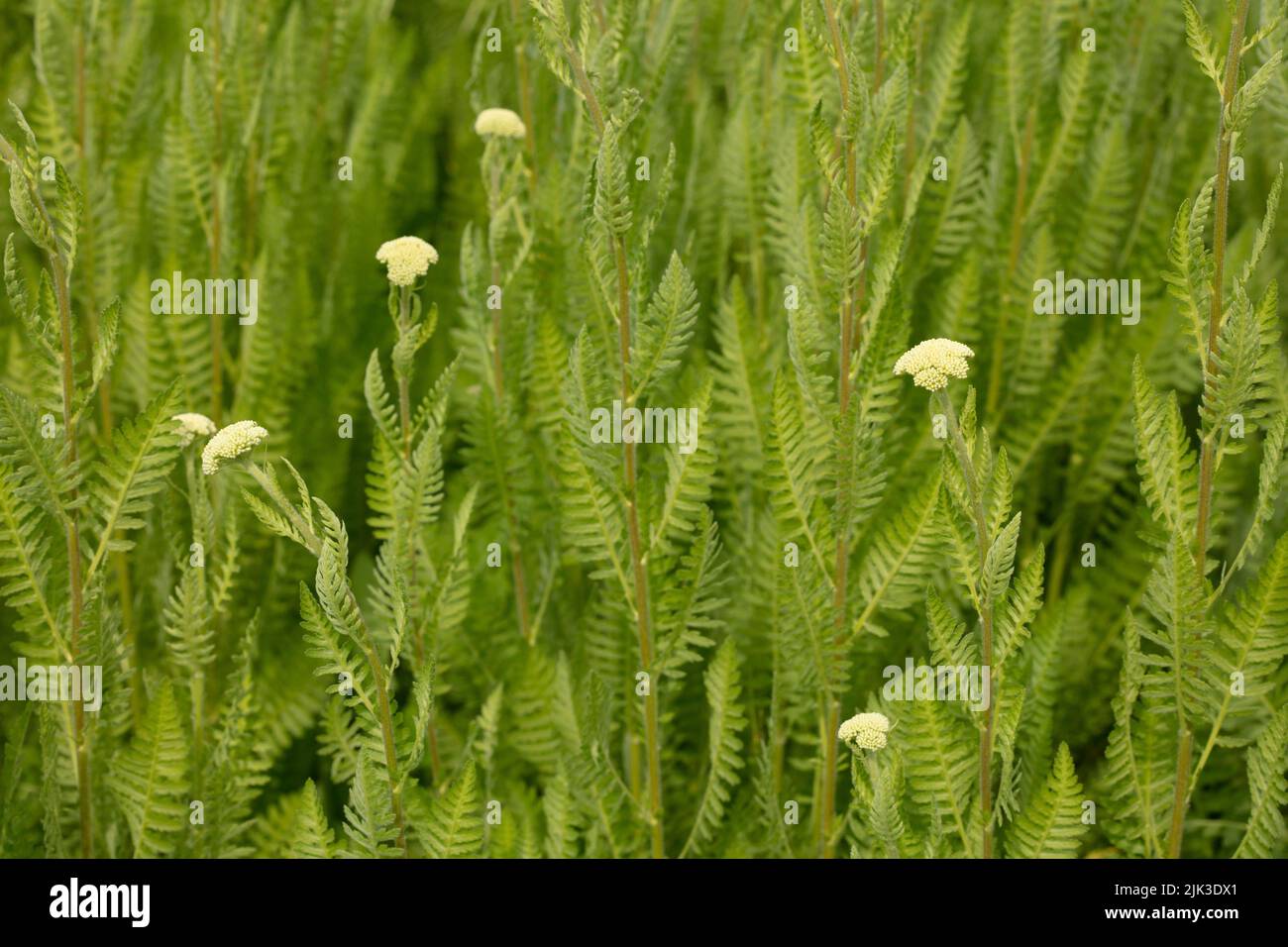 Semi abstract environmental portrait of Achillea 'Coronation Gold ...