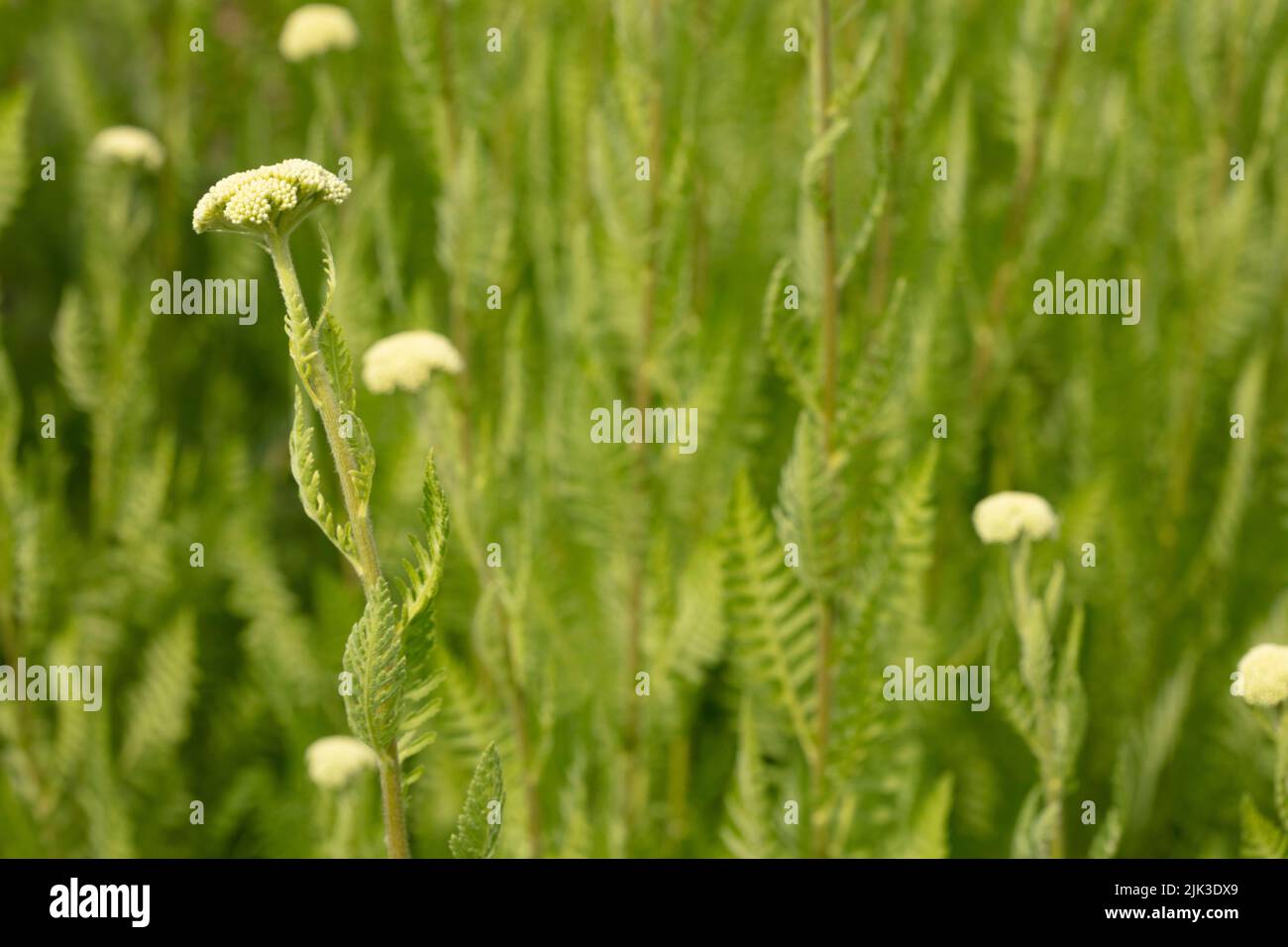 Semi abstract environmental portrait of Achillea 'Coronation Gold ...