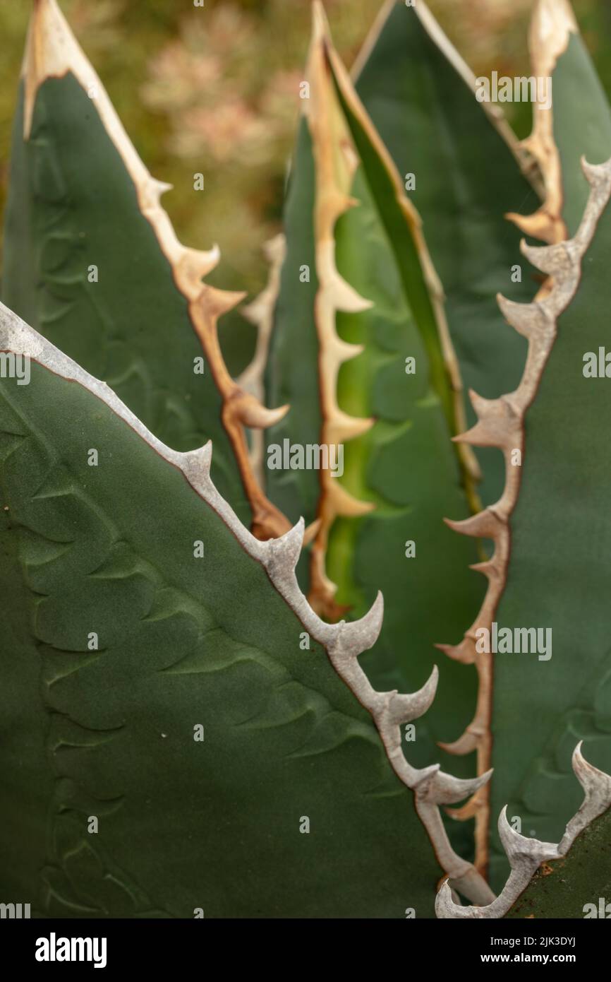 Macro plant portrait of Agave Titanota, chalk agave, showing make up ...