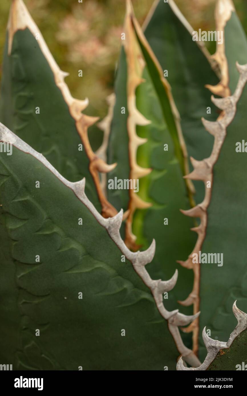 Macro plant portrait of Agave Titanota, chalk agave, showing make up ...