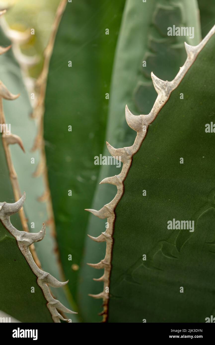 Macro plant portrait of Agave Titanota, chalk agave, showing make up ...