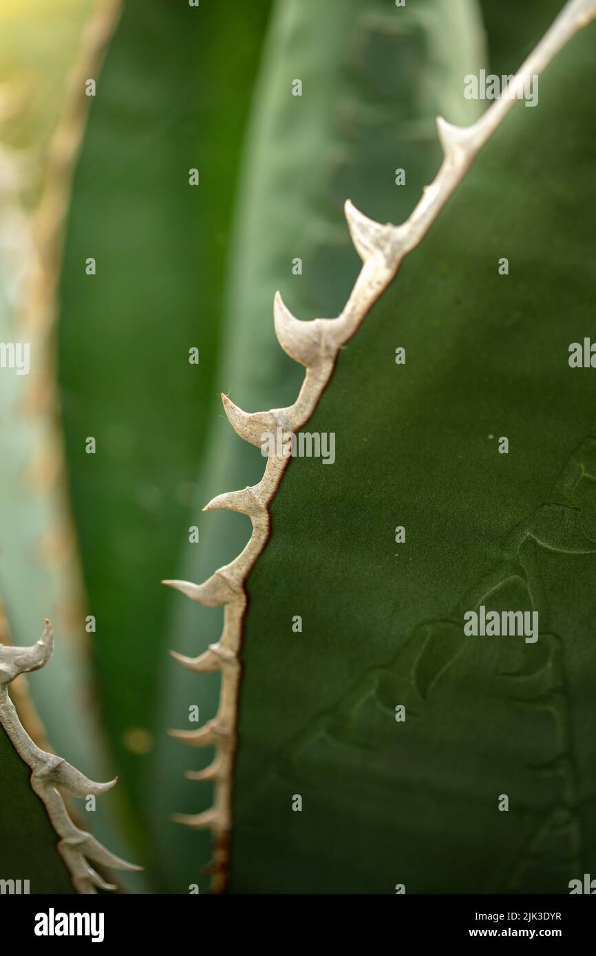 Macro plant portrait of Agave Titanota, chalk agave, showing make up ...