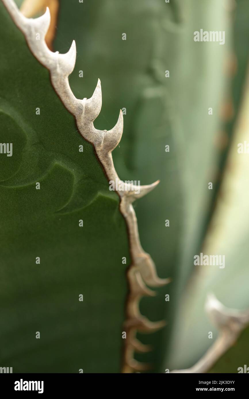 Macro plant portrait of Agave Titanota, chalk agave, showing make up ...