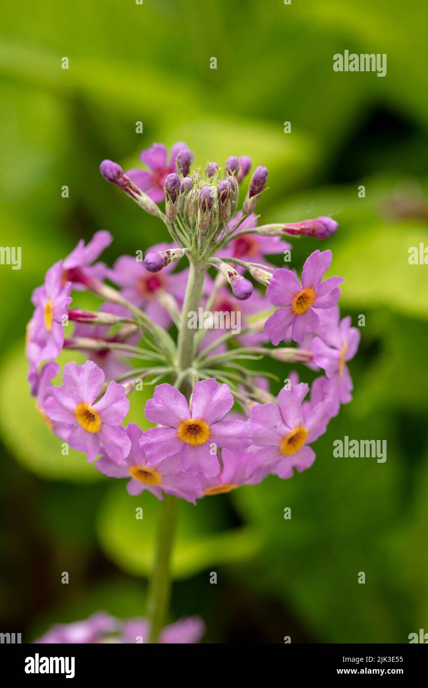 Delightful Primula Bulleyana (Bulley's primrose P. bulleyana) flowering ...