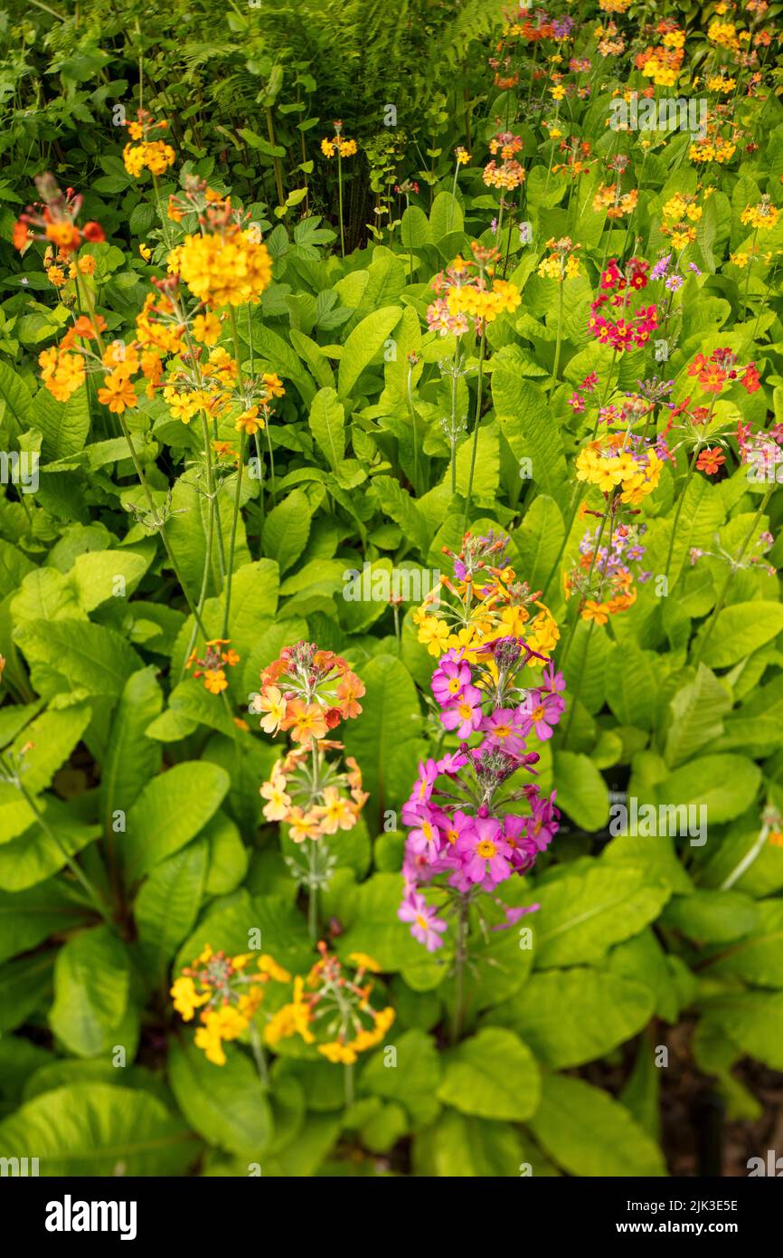 Delightful Primula Bulleyana (Bulley's primrose P. bulleyana) flowering ...