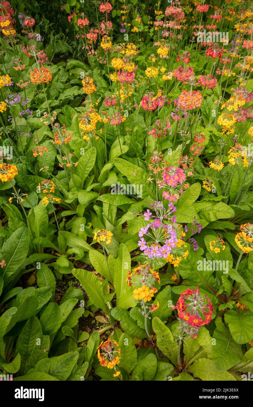 Delightful Primula Bulleyana (Bulley's primrose P. bulleyana) flowering ...