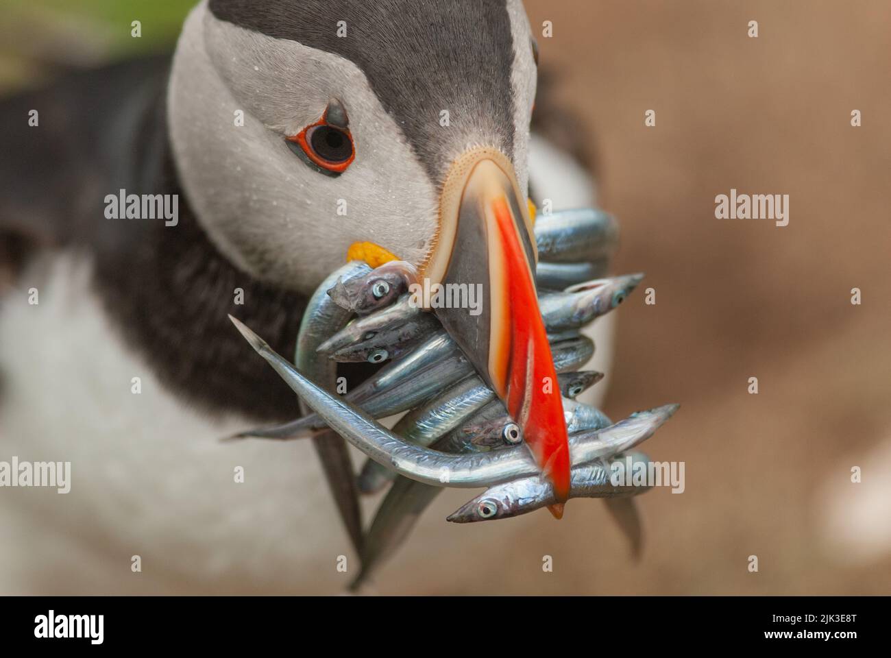 Puffin with beak full of sandeels on Skomer Island, Pembrokeshire ...