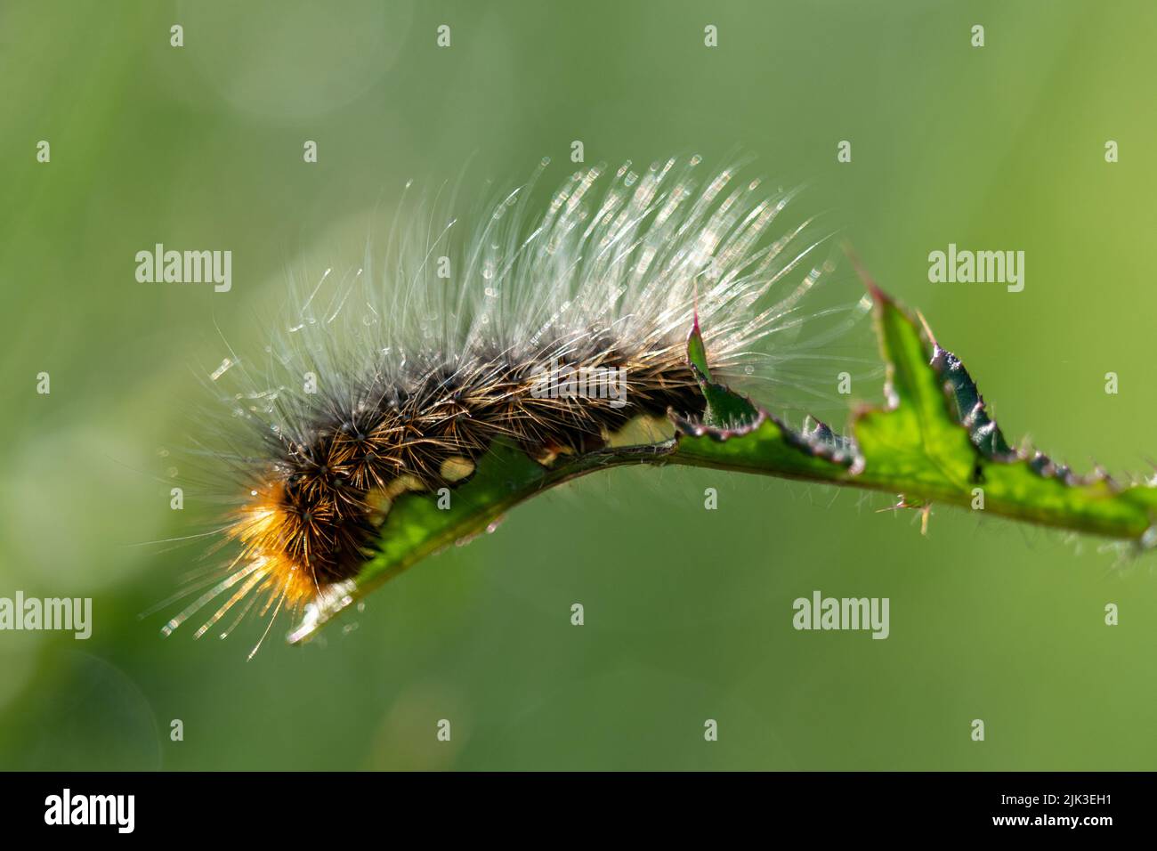 caterpillar on a fresh leaf Stock Photo - Alamy