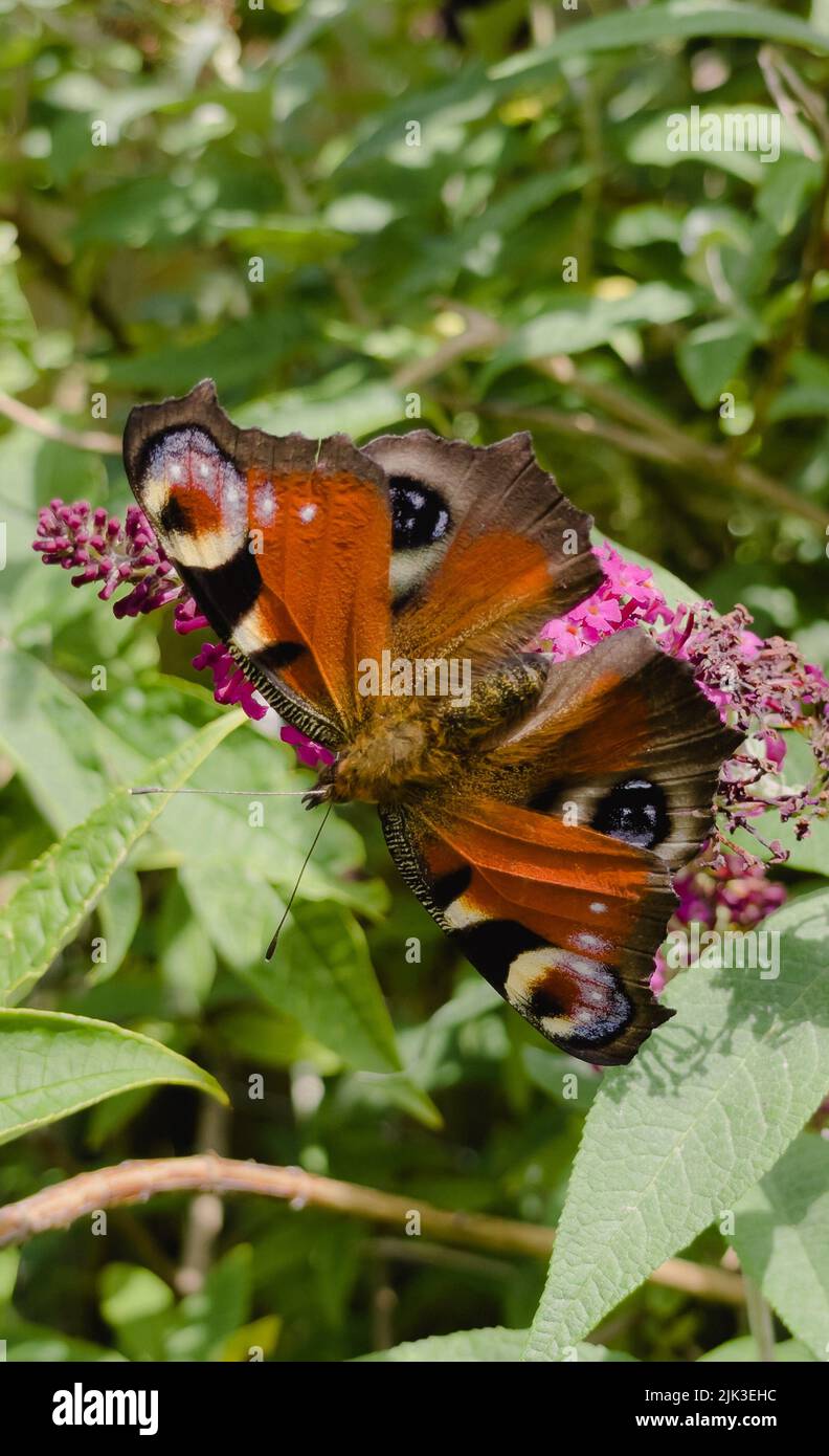 european peacock butterfly Stock Photo - Alamy