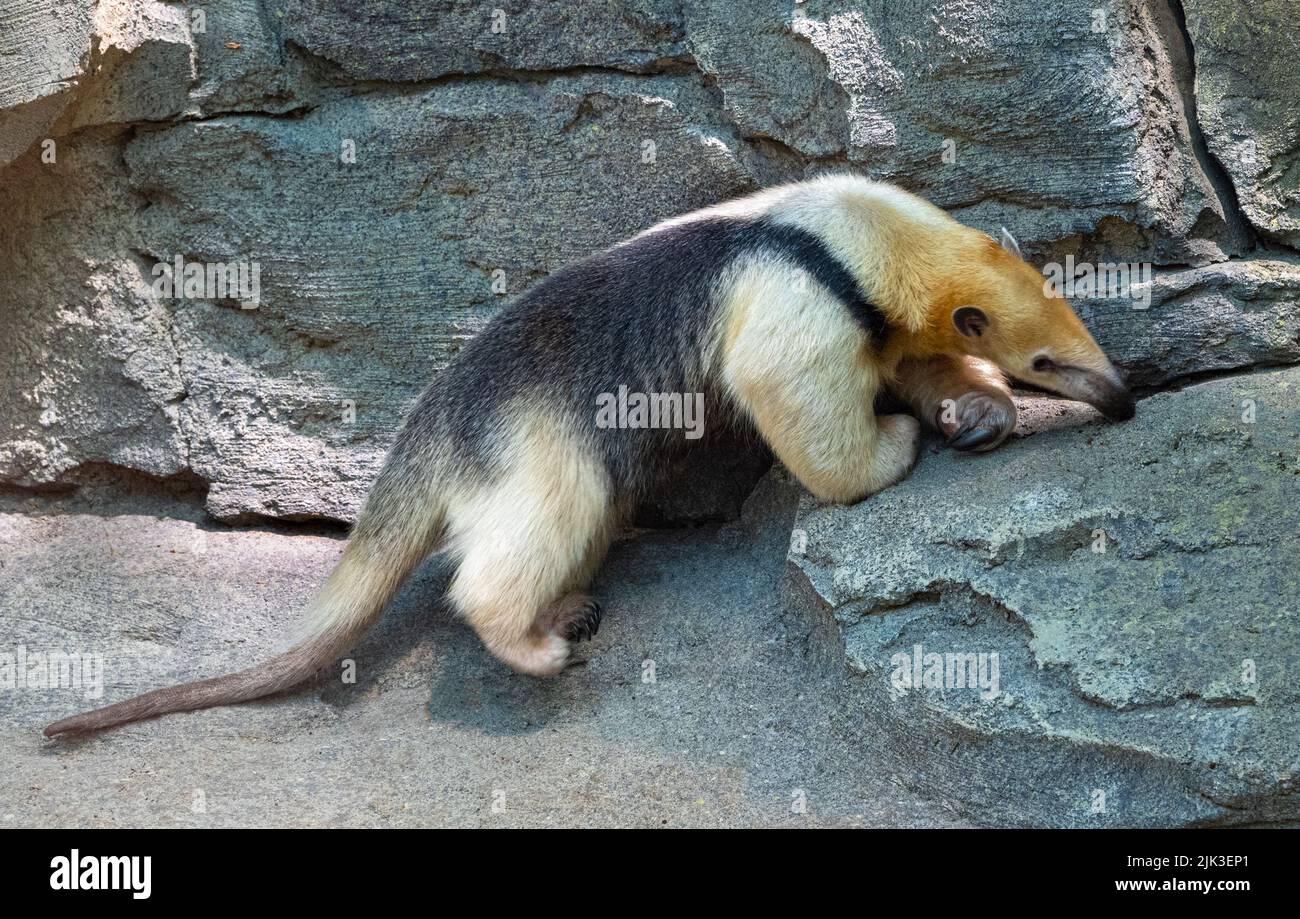Antbear hi-res stock photography and images - Alamy
