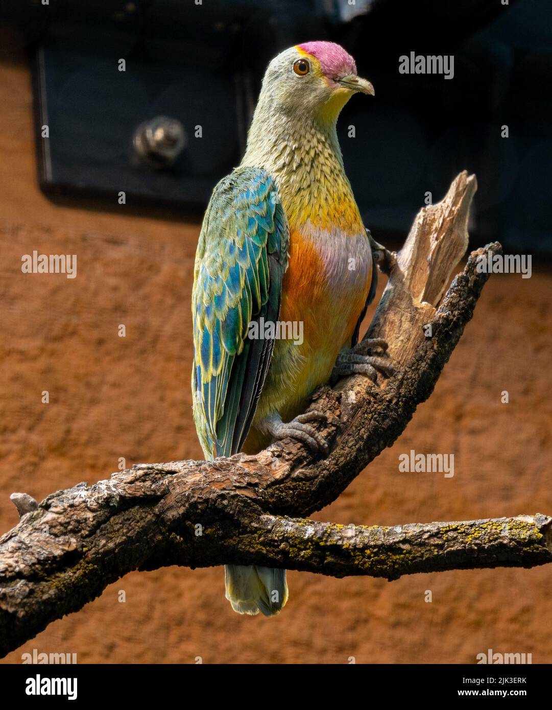 Rose-crowned fruit pigeon (Ptilinopus regina), lives in rainforest ...